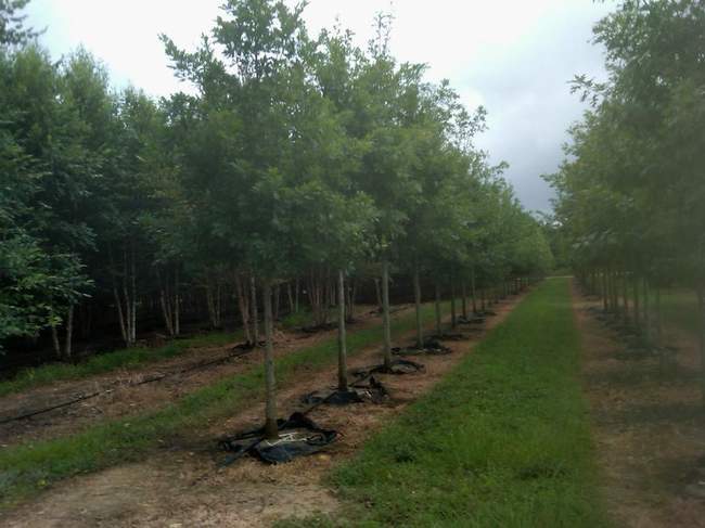 Trees Archives - Red Pebble Trees